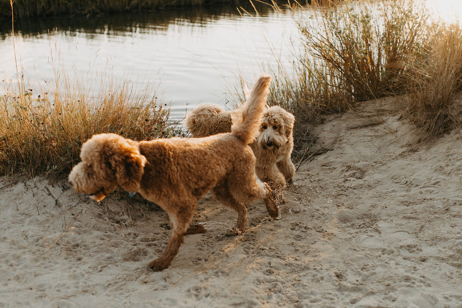 Golden Hour Couple Photos in Virginia Beach - Paige Overturf ...